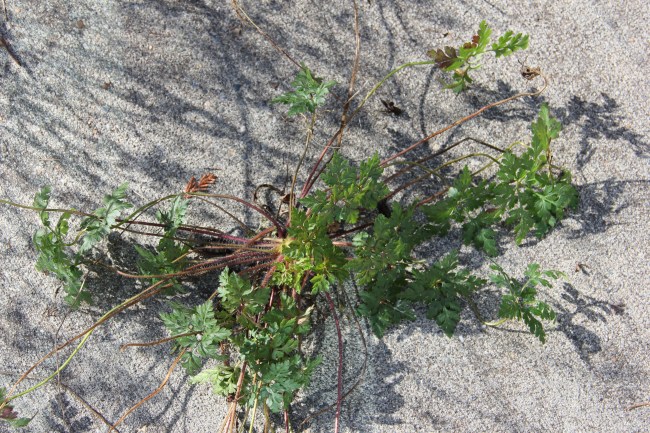 Stinky Bob – Gardens at Coppertop